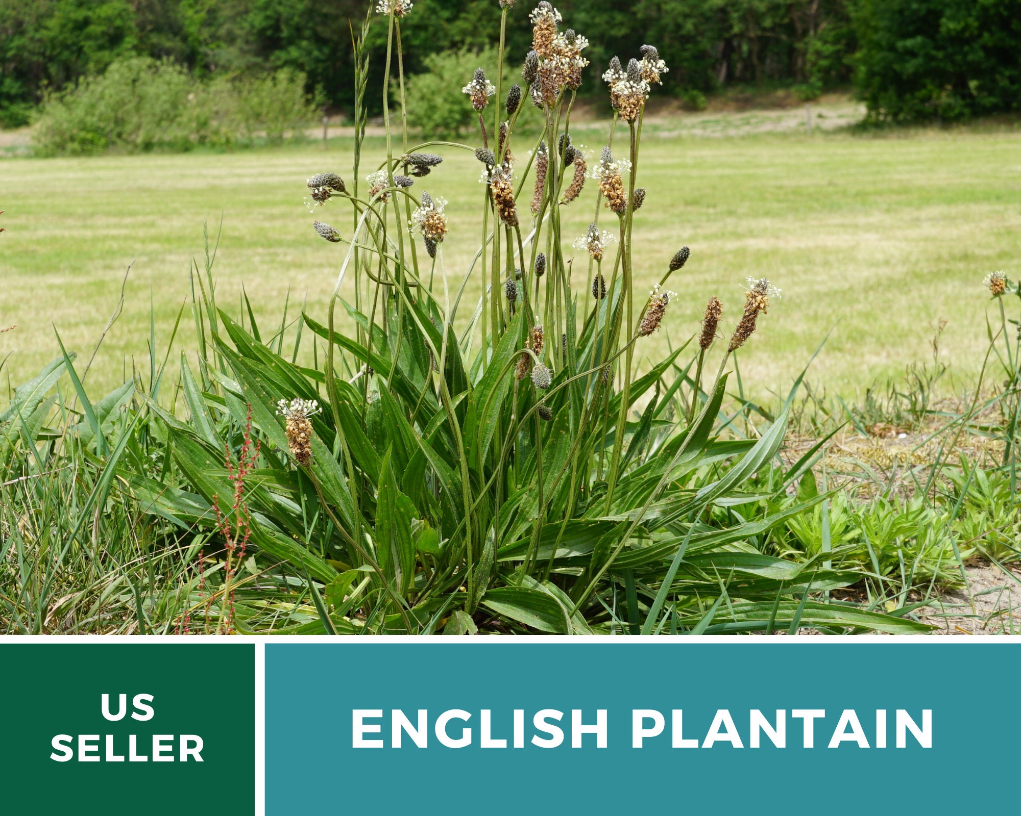 English Plantain