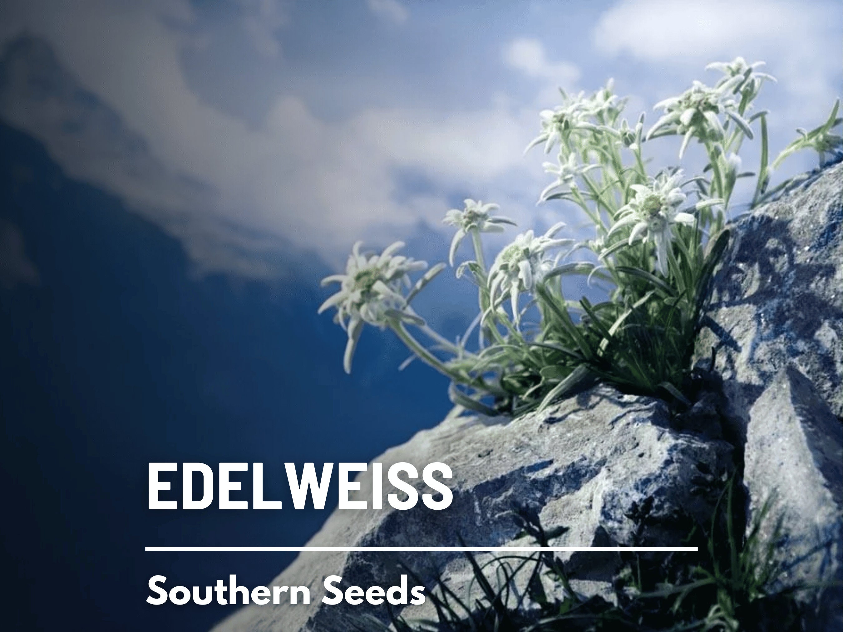 Switzerland National Flower