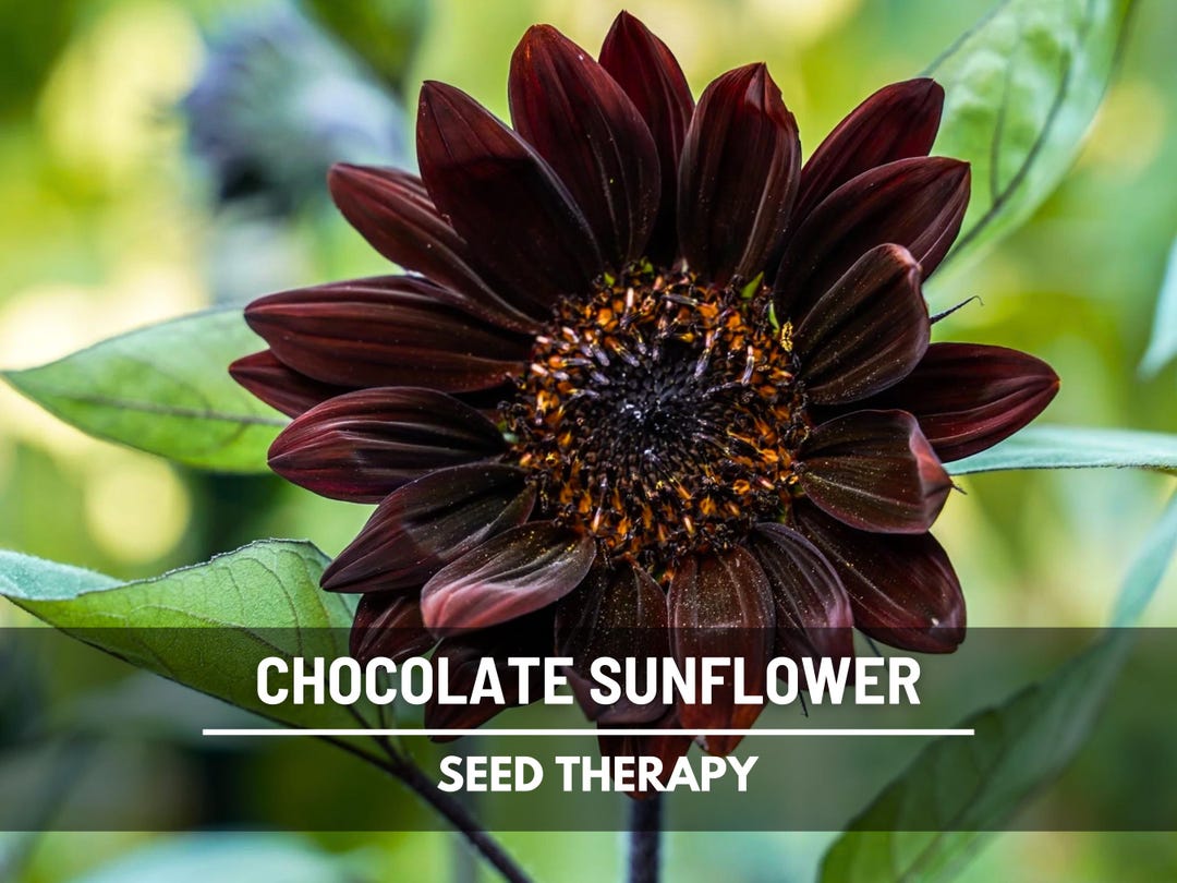 Chocolate Sunflower Seeds – Heirloom, Deep Brown Blooms, Medicinal ...