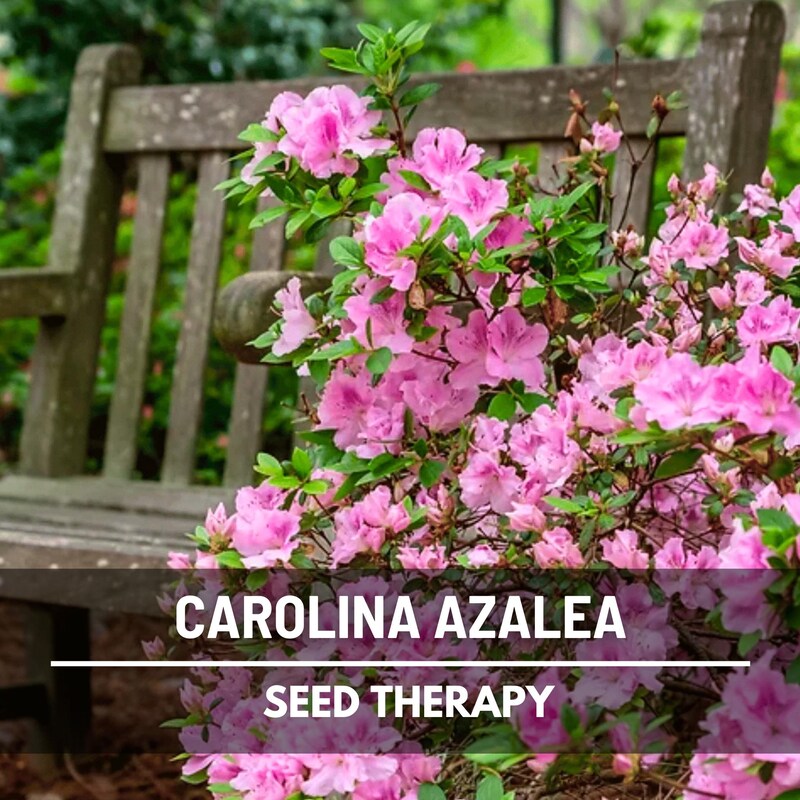 Azalea - Etsy