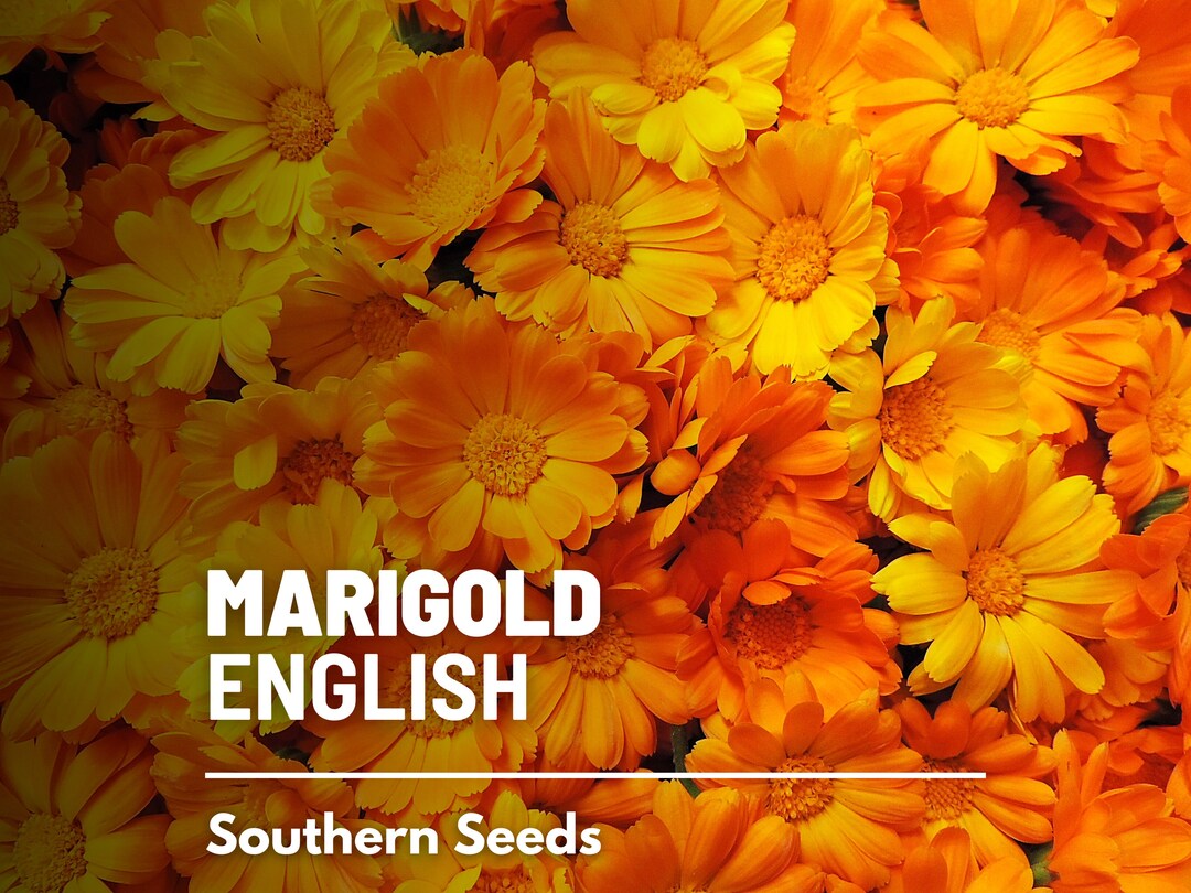 Marigold, English - 100 Seeds - Heirloom - Easy to Grow - Non GMO ...