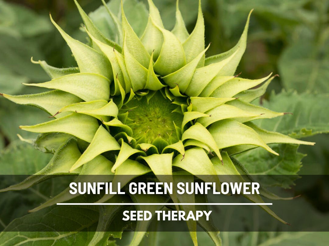 Sunflower, Sunfill Green - 25 Seeds - Heirloom Flower, Unique Plant ...