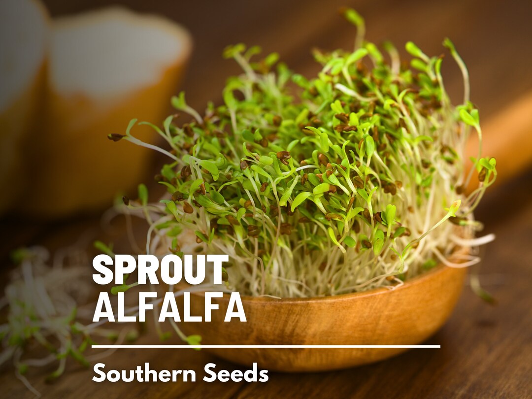 Sprout, Alfalfa Seeds - Heirloom Sprouting Seeds - Mild and Nutty ...