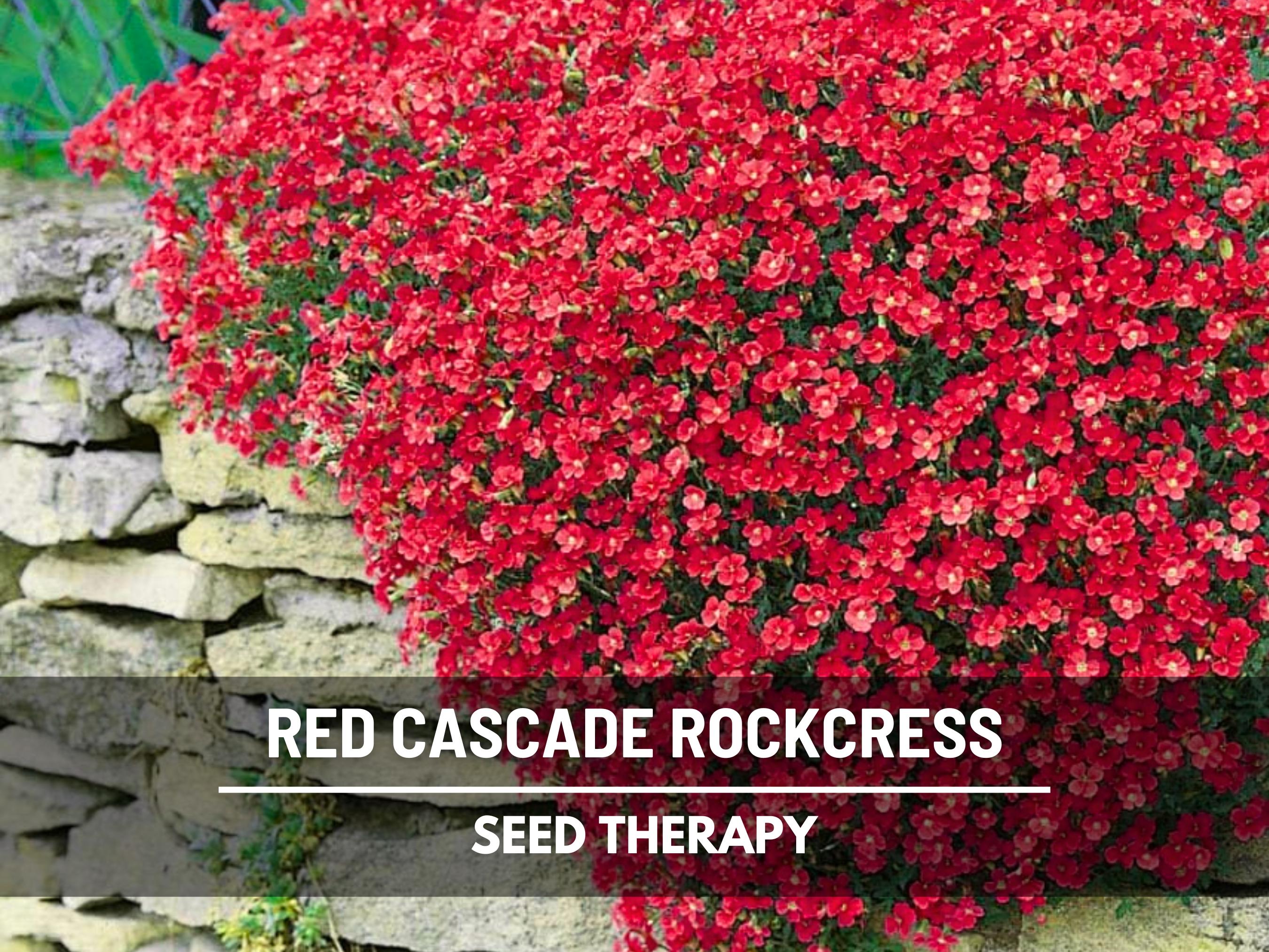 Cascade Red Rockcress Seeds – Red Cascading Blooms, Perfect for Rock ...