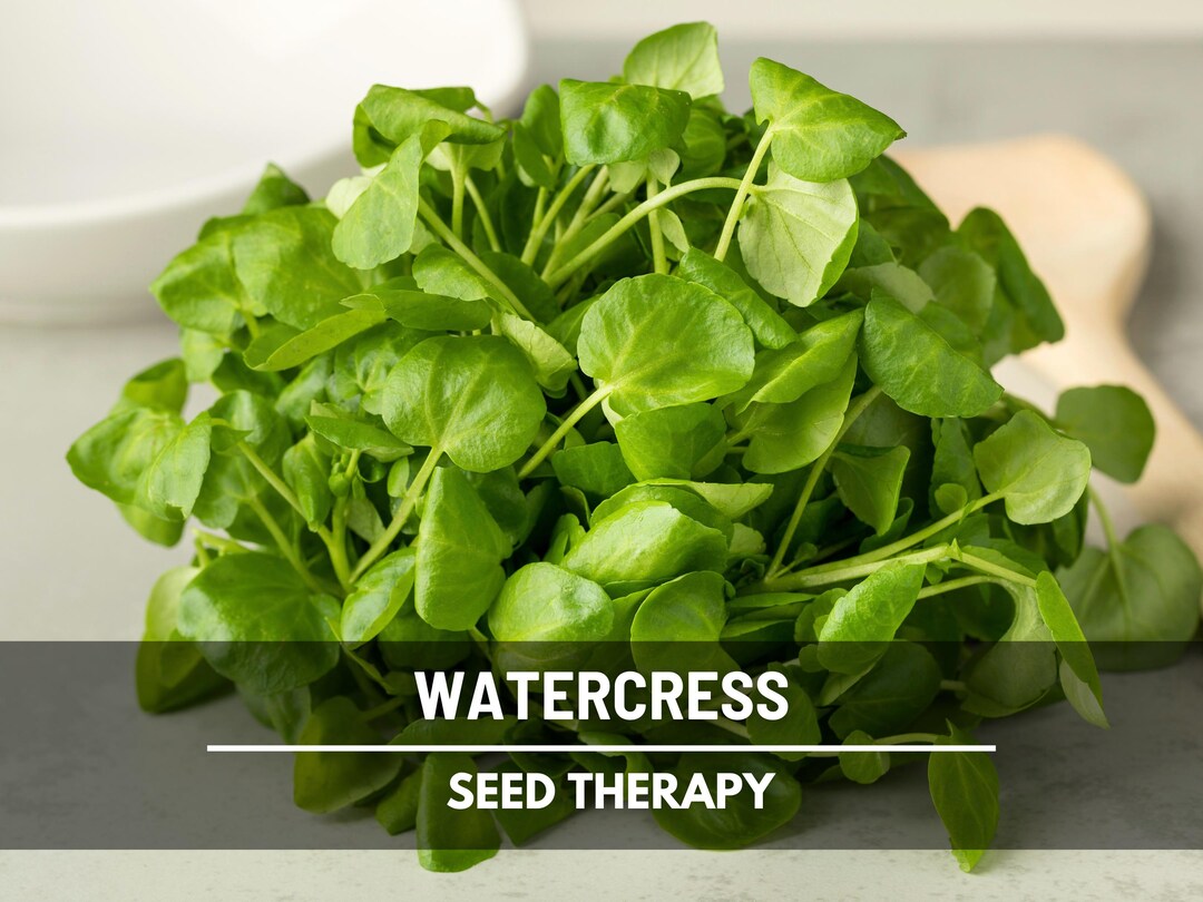 Watercress Seeds – Heirloom Vegetable, Culinary & Medicinal Herb ...