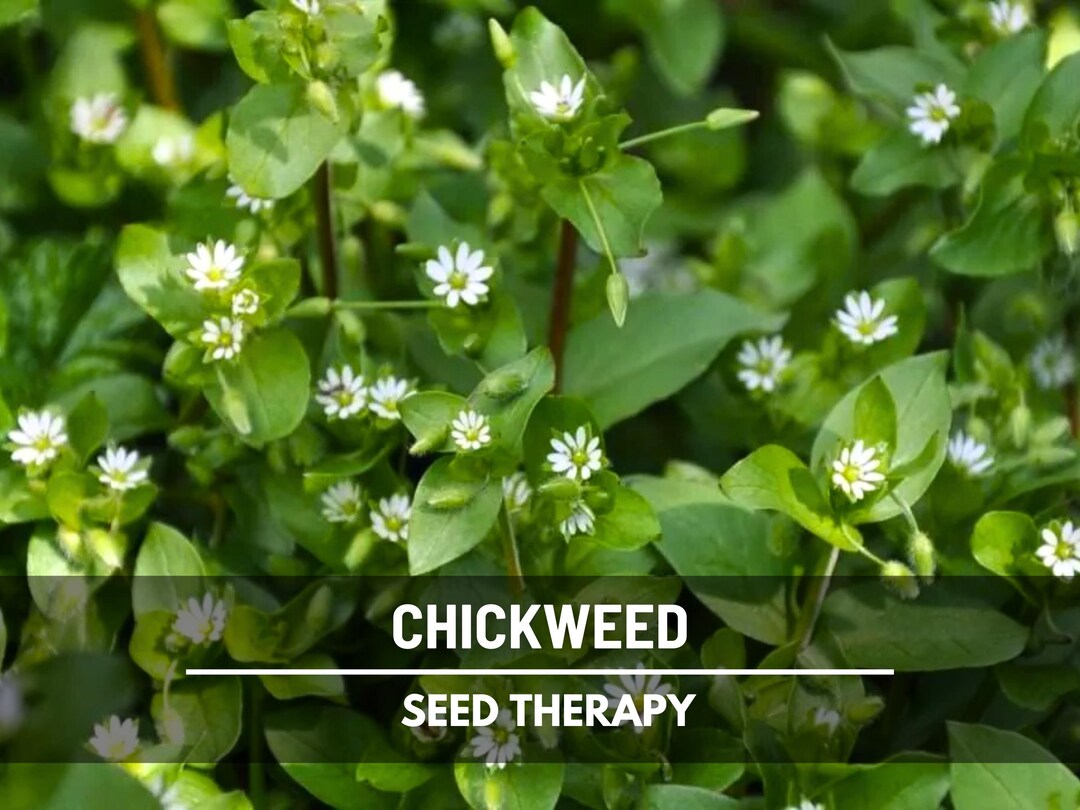 Chickweed (stellaria Media) Seeds - Heirloom Medicinal & Culinary Herb ...
