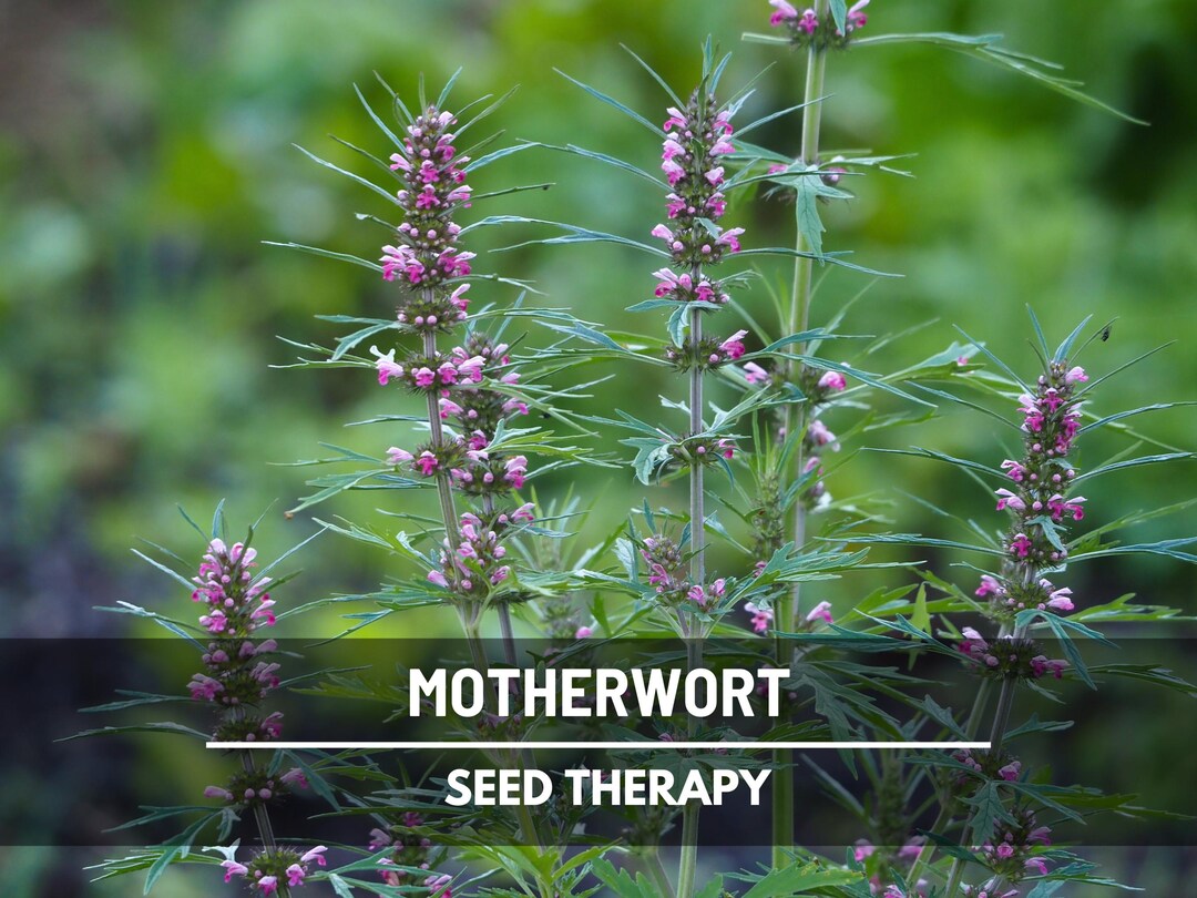 Motherwort Seeds – Heirloom Medicinal Herb, Leonurus Cardiaca, Women's ...
