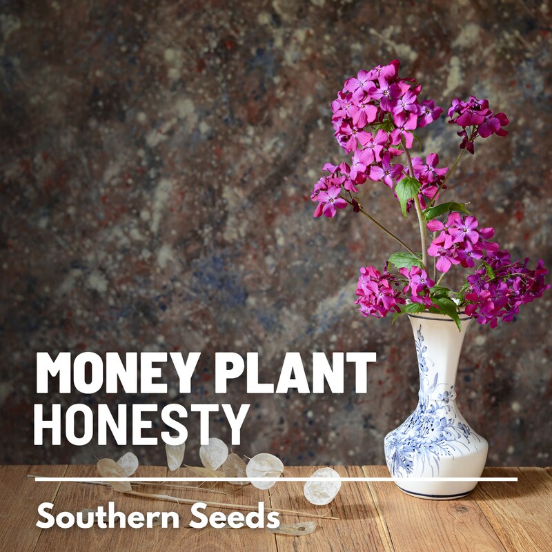 Honesty Plant - Etsy