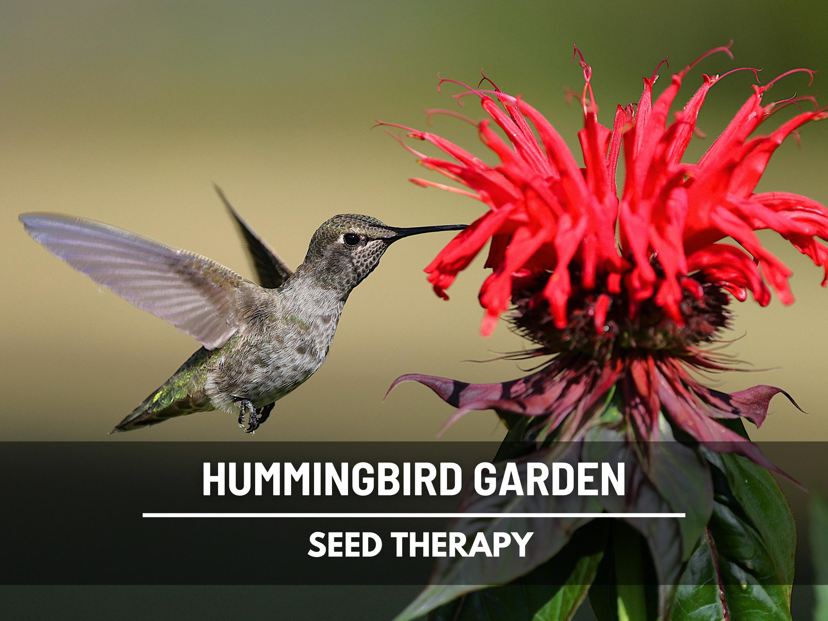 Hummingbird Garden Seed Collection – 10 Heirloom Flower Varieties ...