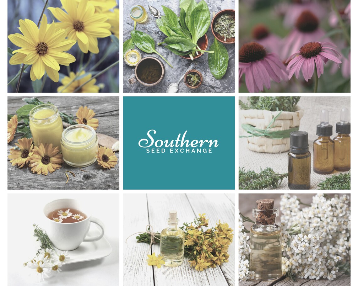 Medicinal Herb Seed Collection 15 Essential Herbs Non-gmo | Etsy