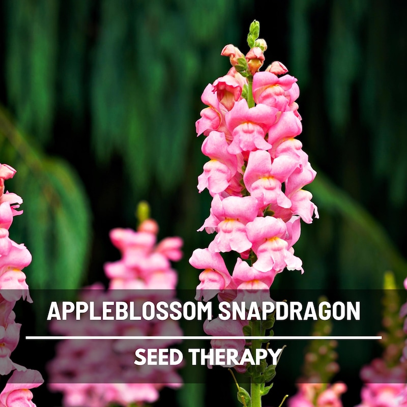 Snapdragon Plugs Plant - Etsy