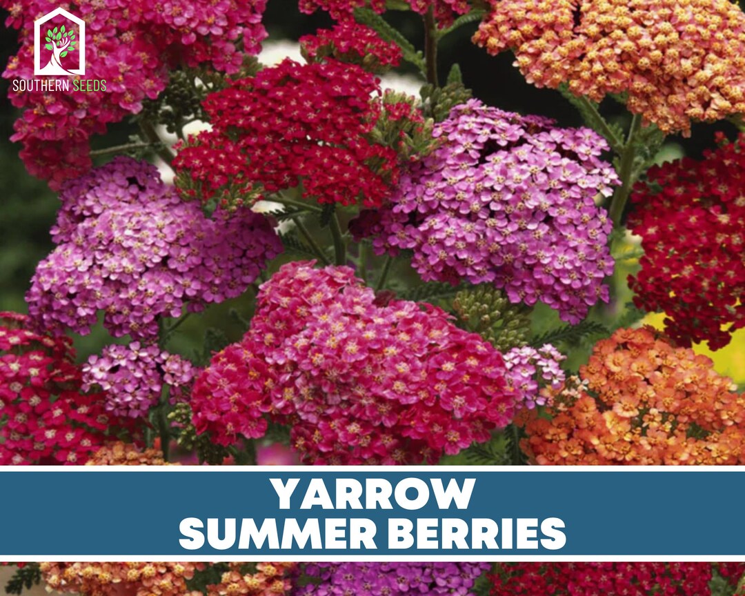 Yarrow Summer Berries Seeds Heirloom Flower achillea - Etsy UK