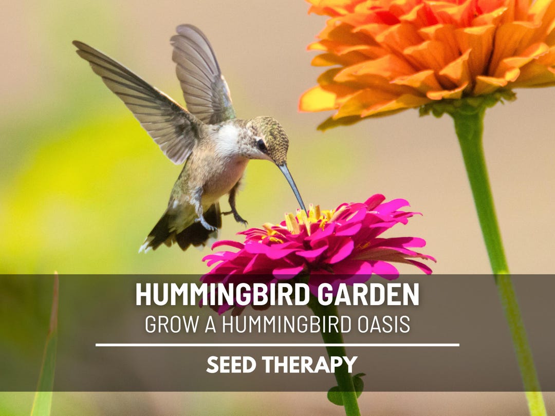 Hummingbird Garden Seed Collection – 10 Heirloom Flower Varieties ...