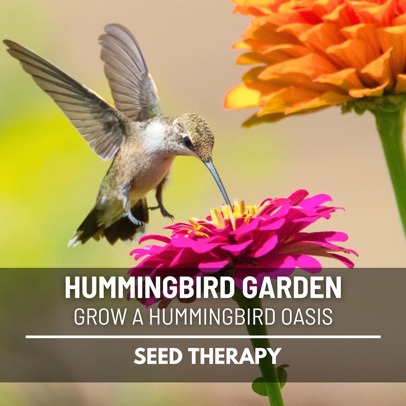 Flower Seeds for Humming Birds - Etsy