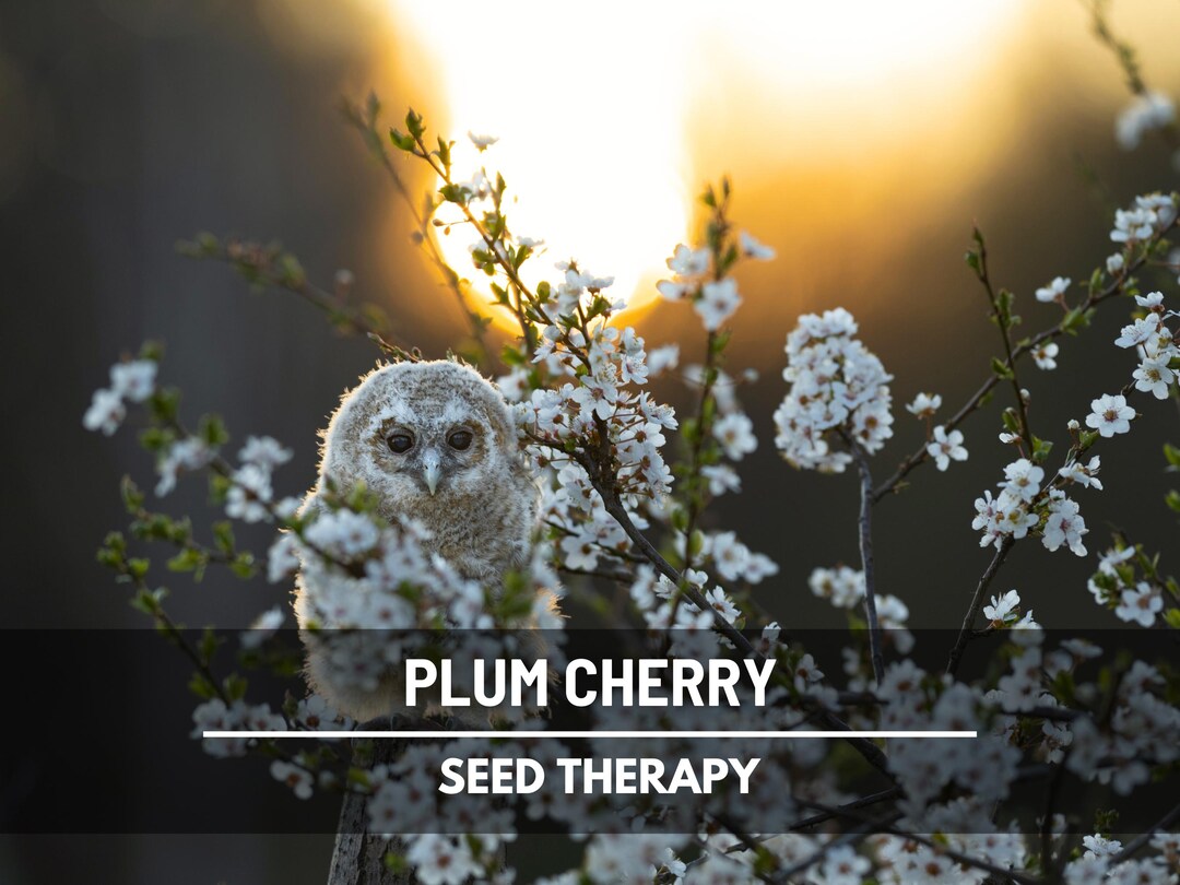 Cherry Plum Seeds – Heirloom Fruit Tree, Non-gmo Myrobalan Plum ...