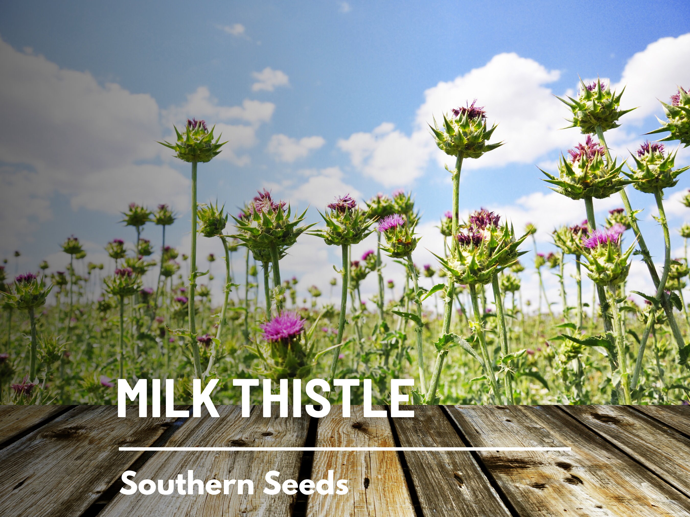 Milk Thistle Seeds (blessed Thistle) – Heirloom Medicinal & Culinary ...
