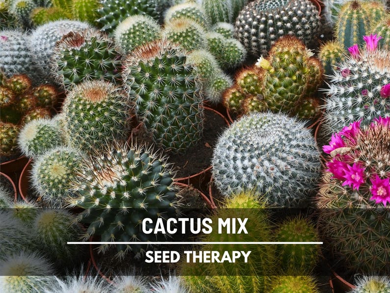 Cactus Mix Seeds – Heirloom Cacti and Succulents, Drought Tolerant (30 ...