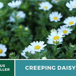 Creeping Daisy Seeds – Heirloom Flower, Low Growing & Easy to Grow ...