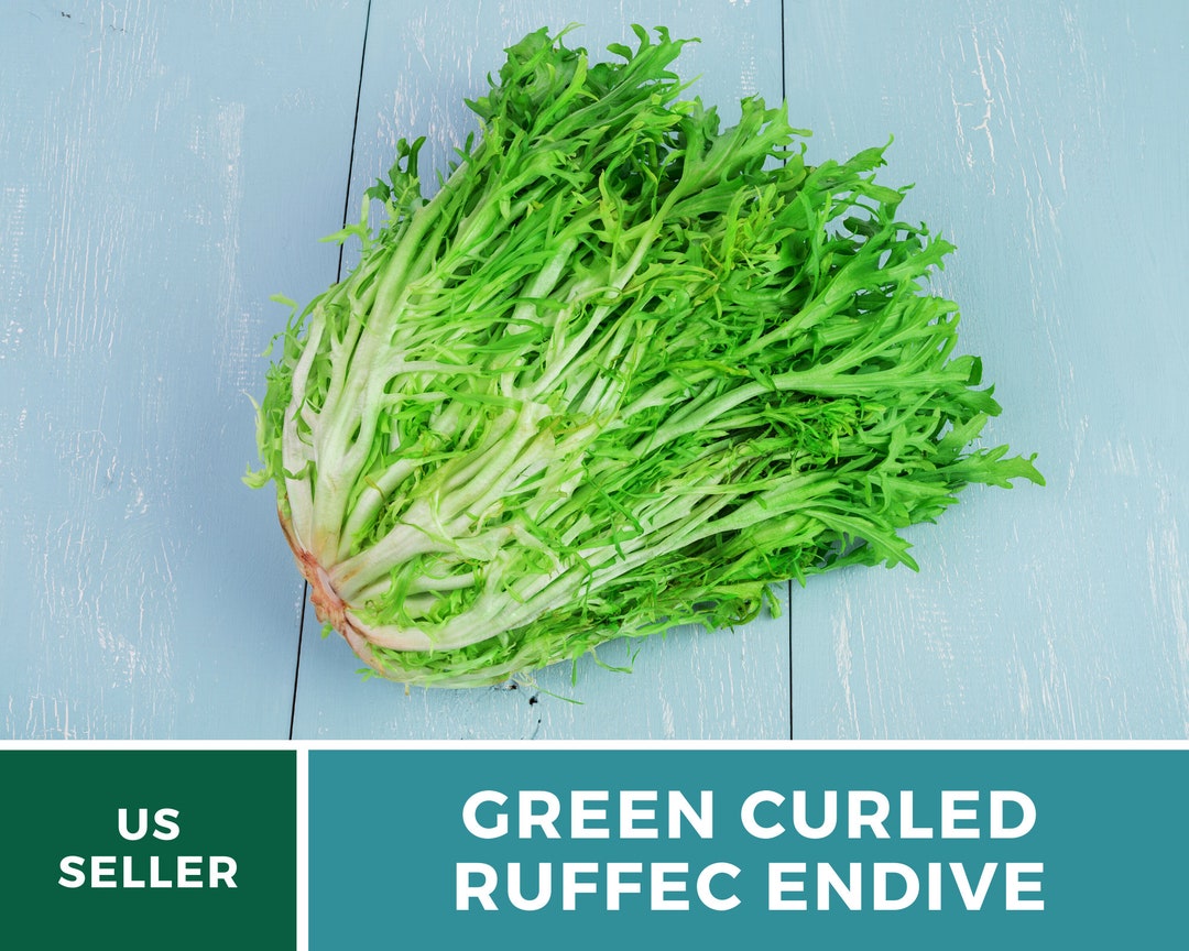 Endive Green Curled Ruffec 200 Seeds Heirloom Open - Etsy