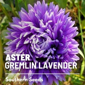 Aster, Gremlin Lavender (tall Double) - 50 Seeds - Heirloom Flower ...