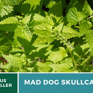 Skullcap Seeds (mad Dog Skullcap) – Heirloom Medicinal Herb, Perennial ...