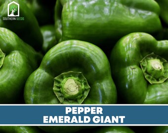Giant Bell Pepper Seeds - Etsy