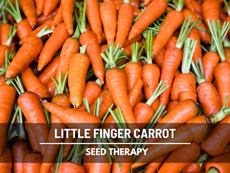 Little Finger Carrot Seeds – Heirloom, Sweet & Early Variety (250 Seeds ...
