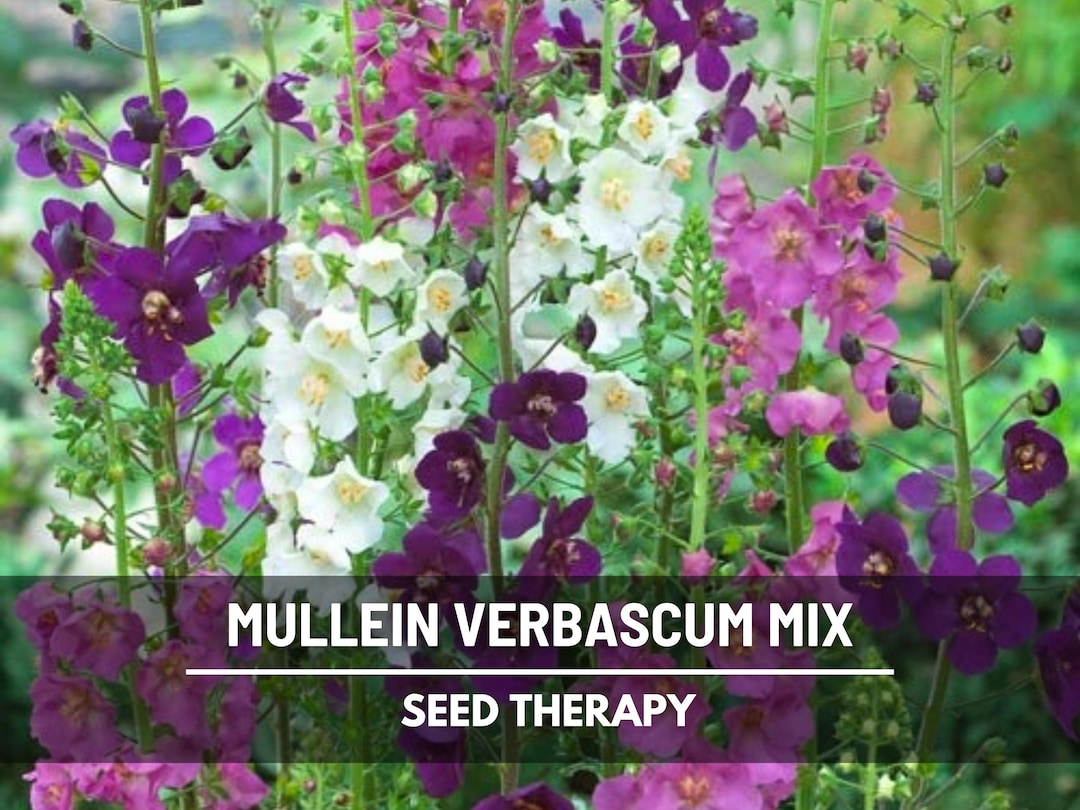 Verbascum Mix (purple Mullein) Seeds – Heirloom Flower, Medicinal Plant ...