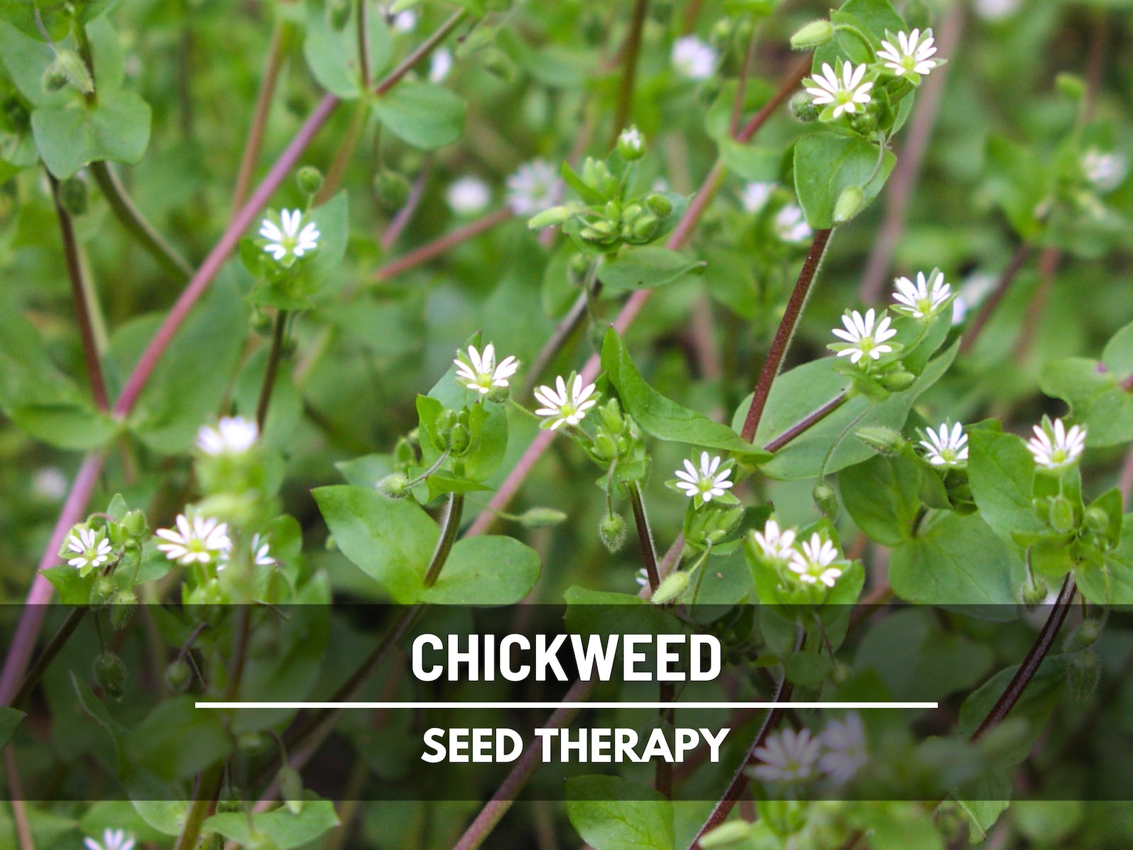 Chickweed (stellaria Media) Seeds - Heirloom Medicinal & Culinary Herb ...