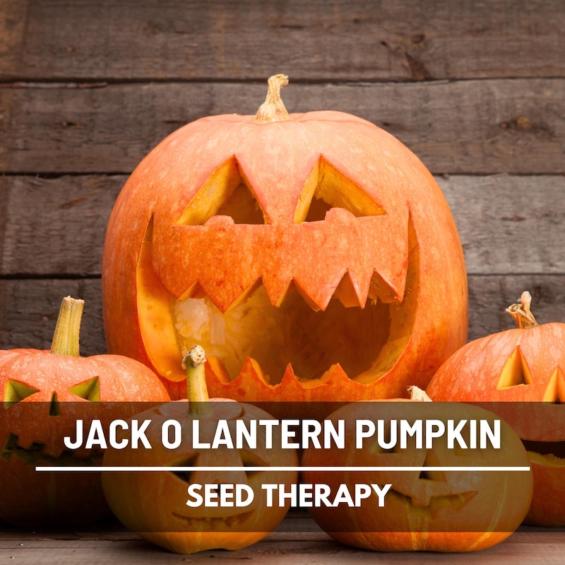 Jack Lantern Pumpkins - Etsy