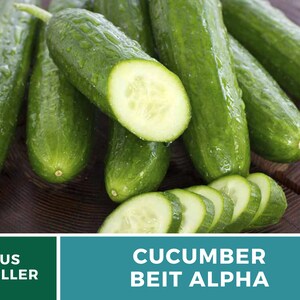 Beit Alpha Cucumber Seeds – Heirloom, Crisp Tender Slicer, Non-gmo (30 ...