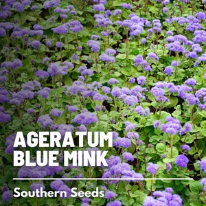 Dwarf Blue Mink Ageratum Seeds – Heirloom, Perfect for Garden Borders ...