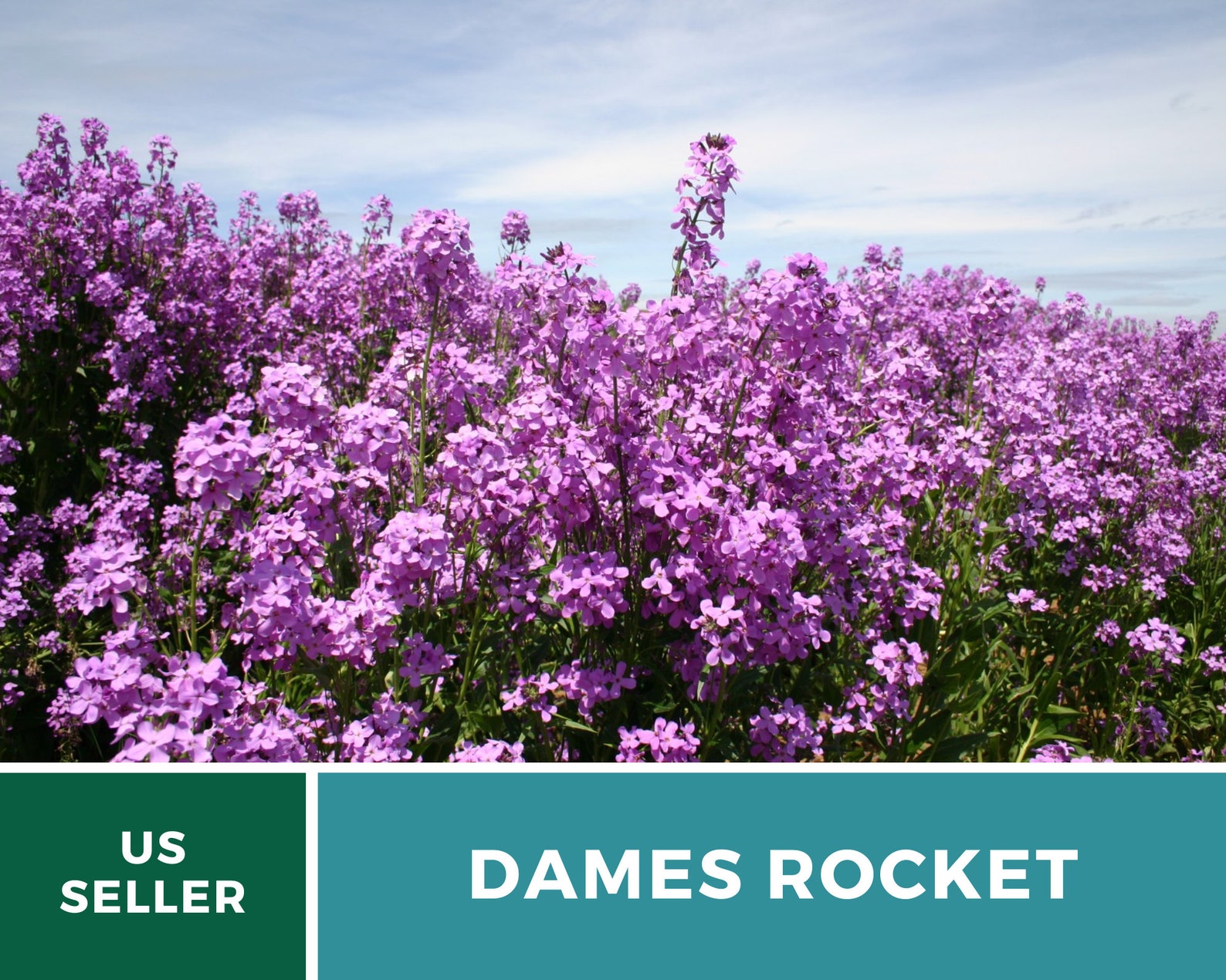 Dames Rocket Seeds – Heirloom Flower, Edible & Fragrant, Colorful ...