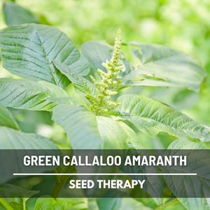 Green Callaloo Amaranth Seeds – Heirloom, Fast-growing & Nutritious ...