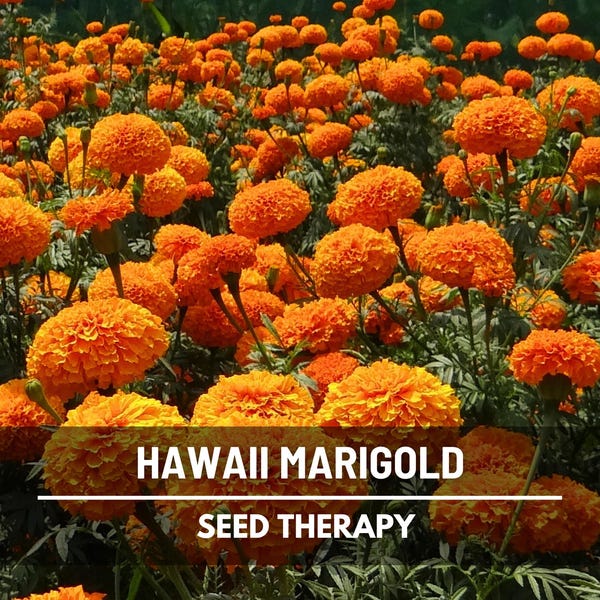 Edible Marigold Flower - Etsy
