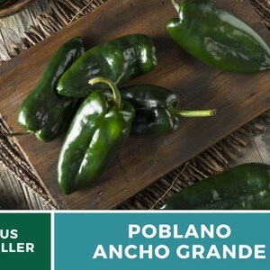 Pepper, Poblano Ancho Grande - 25 Seeds - Heirloom Vegetable - Mild to ...