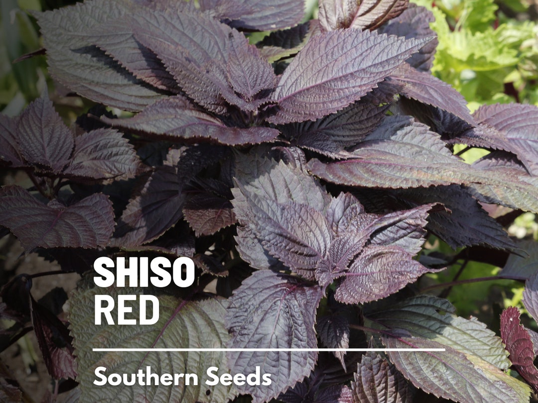 Shiso, Red - 200 Seeds - Heirloom Herb, Asian Culinary & Medicinal ...