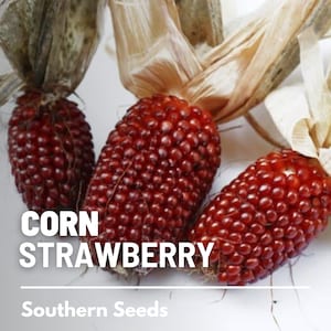 Corn, Strawberry - 30 Seeds - Heirloom Vegetable, Popcorn, Open ...
