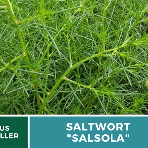 Saltwort Seeds – Heirloom Edible Green, Asian Culinary Herb, Medicinal ...