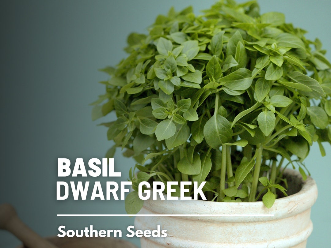 Basil, Dwarf Greek - 250 Seeds - Heirloom Culinary & Medicinal Herb ...
