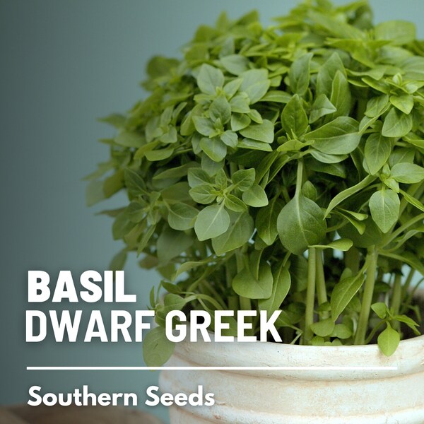 Dwarf Boxwood - Etsy