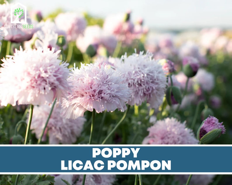 Poppy Lilac Pompon 100 Seeds Heirloom Seeds Absolutely - Etsy