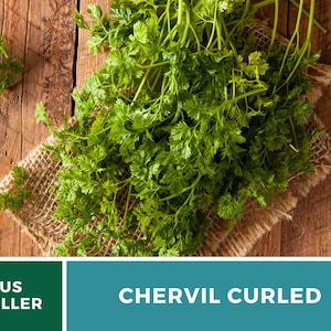 Curled Chervil Seeds – Heirloom French Parsley Herb, GMO Free Culinary ...