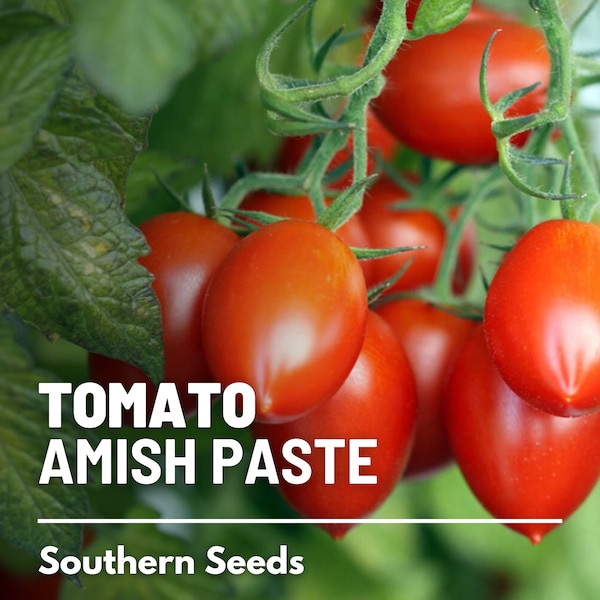 Amish - Etsy