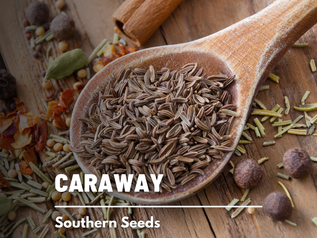 Caraway - 150 Seeds - Heirloom Herb - Aromatic and Flavorful (carum ...