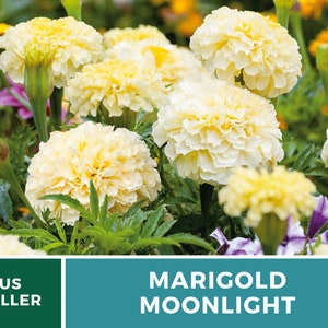 Marigold African, Moonlight - 50 Seeds - Heirloom Flower - Creamy White ...