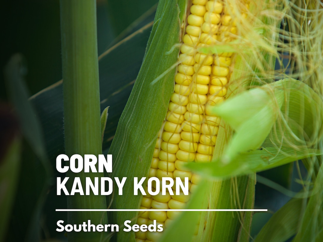 Corn, Kandy Korn - 60 Seeds - Sweet Corn - Hybrid Vegetable - Non-gmo ...