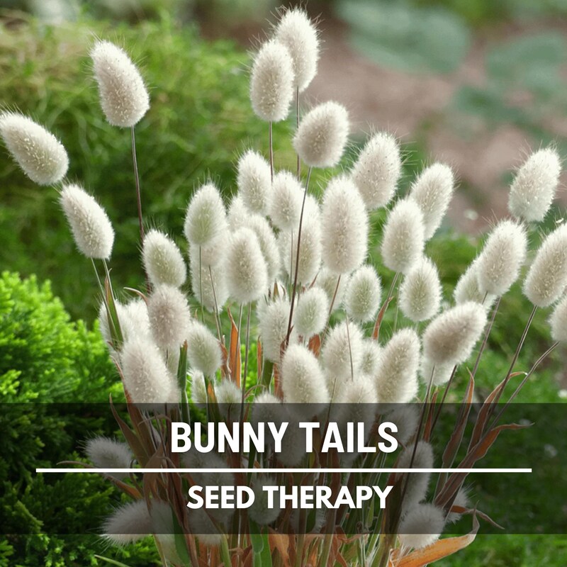 Bunny Tails - Etsy