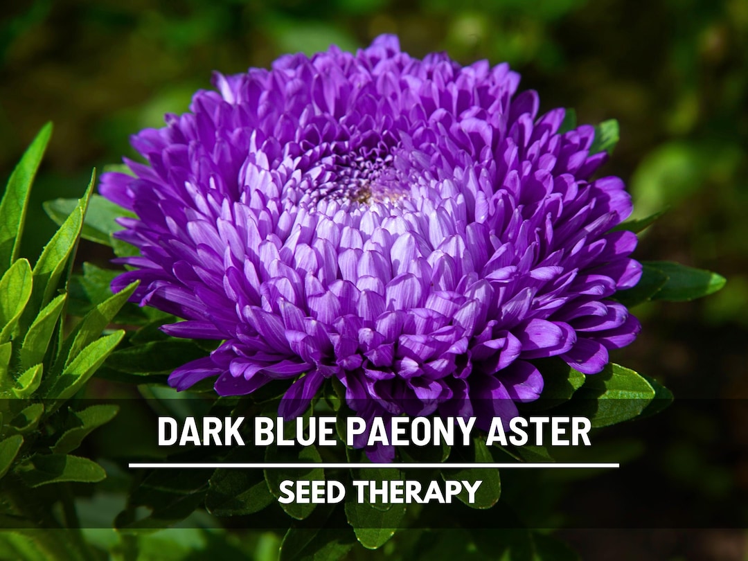 Paeony Duchess Dark Blue Aster Seeds (50), Heirloom With Huge Peony ...