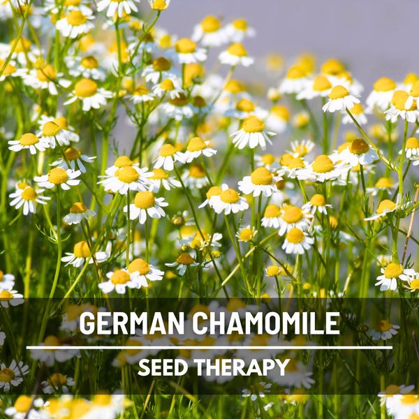 Germany Tea - Etsy